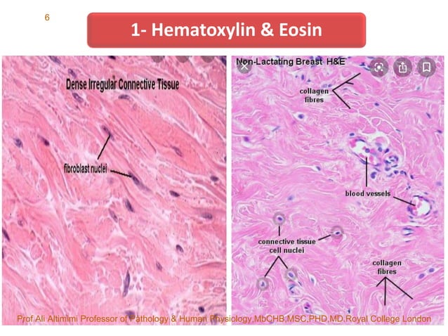 A Routine and Special Staining in Histopathology LAB practice lec ...