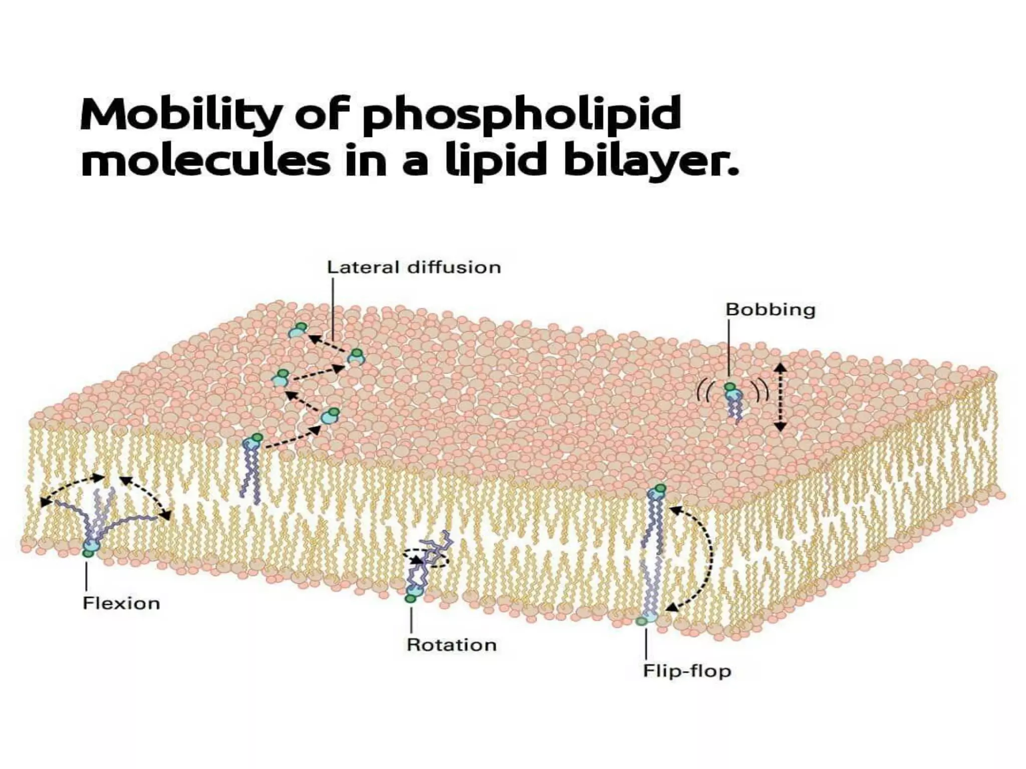 PLASMA MEMBRANE | PPT