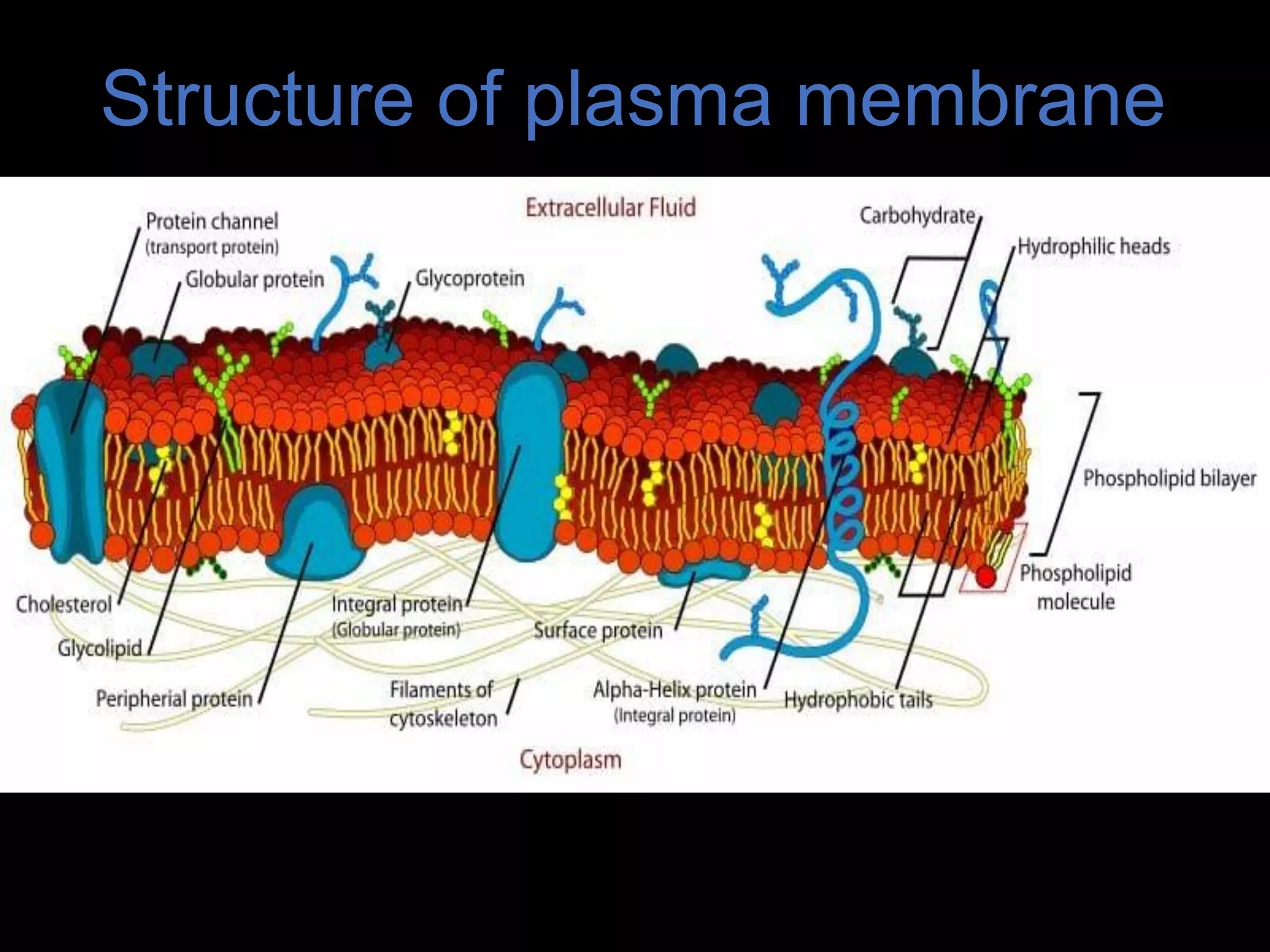 PLASMA MEMBRANE | PPT