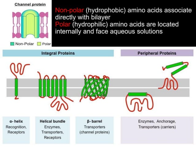 PLASMA MEMBRANE | PPT