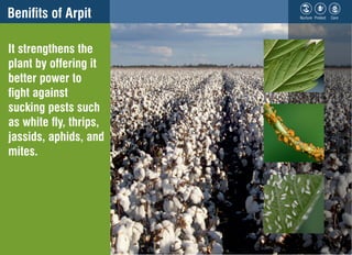 Arpit | PDF