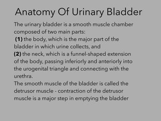 Micturition and micturition reflex in human | PPT