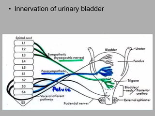 Micturition and micturition reflex in human | PPT