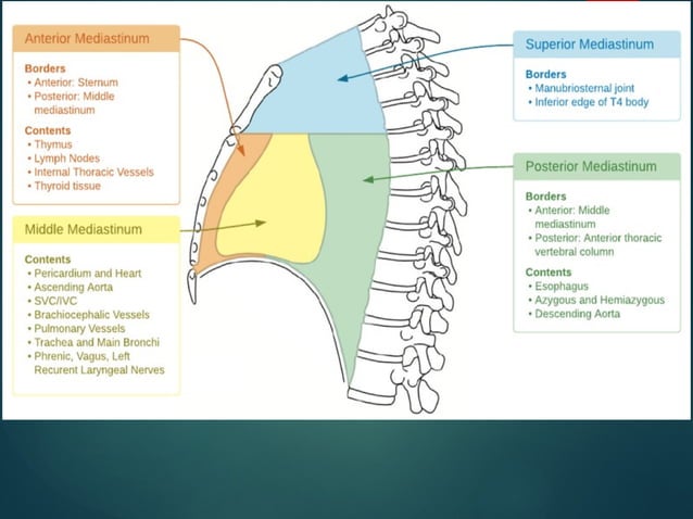 Mediastinal anatomy and staging (Invasive & Non Invasive) | PPTX