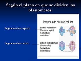 Arquetipos Animales | PPT