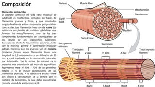 Arquitectura muscular | PPTX