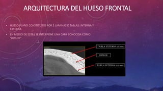 Arquitectura y anatomia del frontal | PPTX
