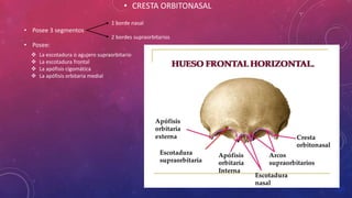 Arquitectura y anatomia del frontal | PPT