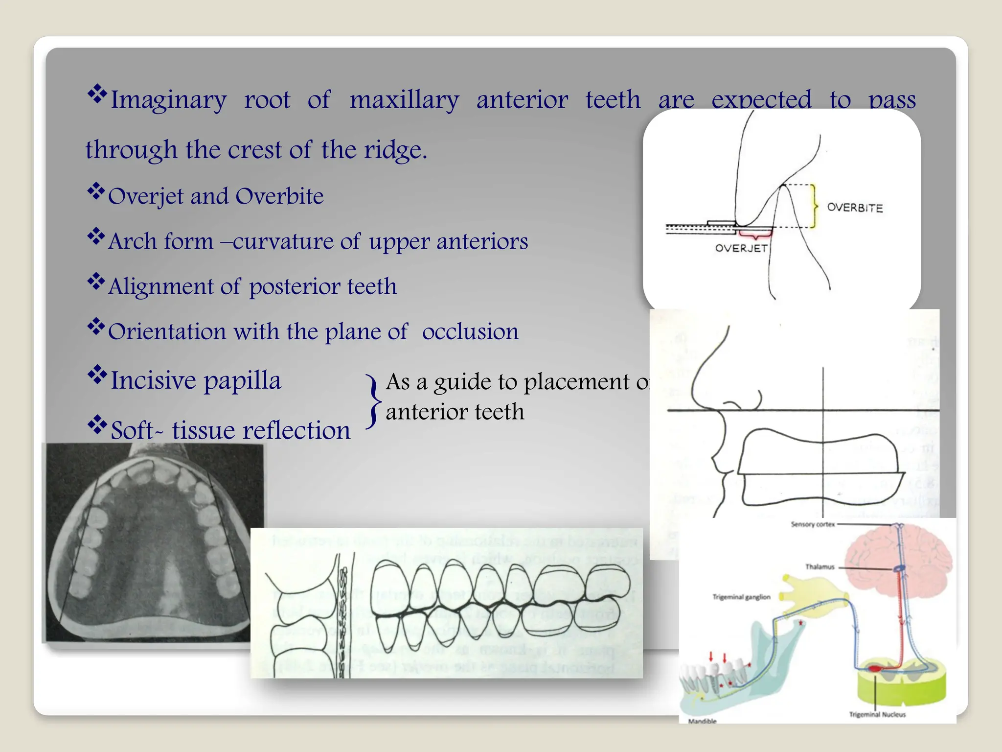 arrangement of teeth Anterior and Posterior | PPTX