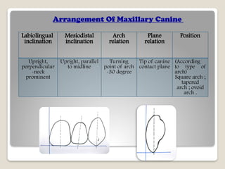 arrangement of teeth Anterior and Posterior | PPTX