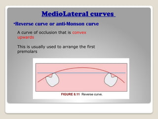 arrangement of teeth Anterior and Posterior | PPTX