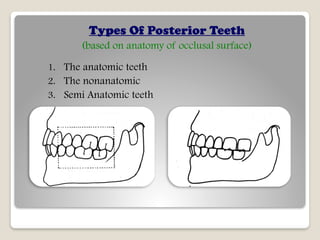 arrangement of teeth Anterior and Posterior | PPTX