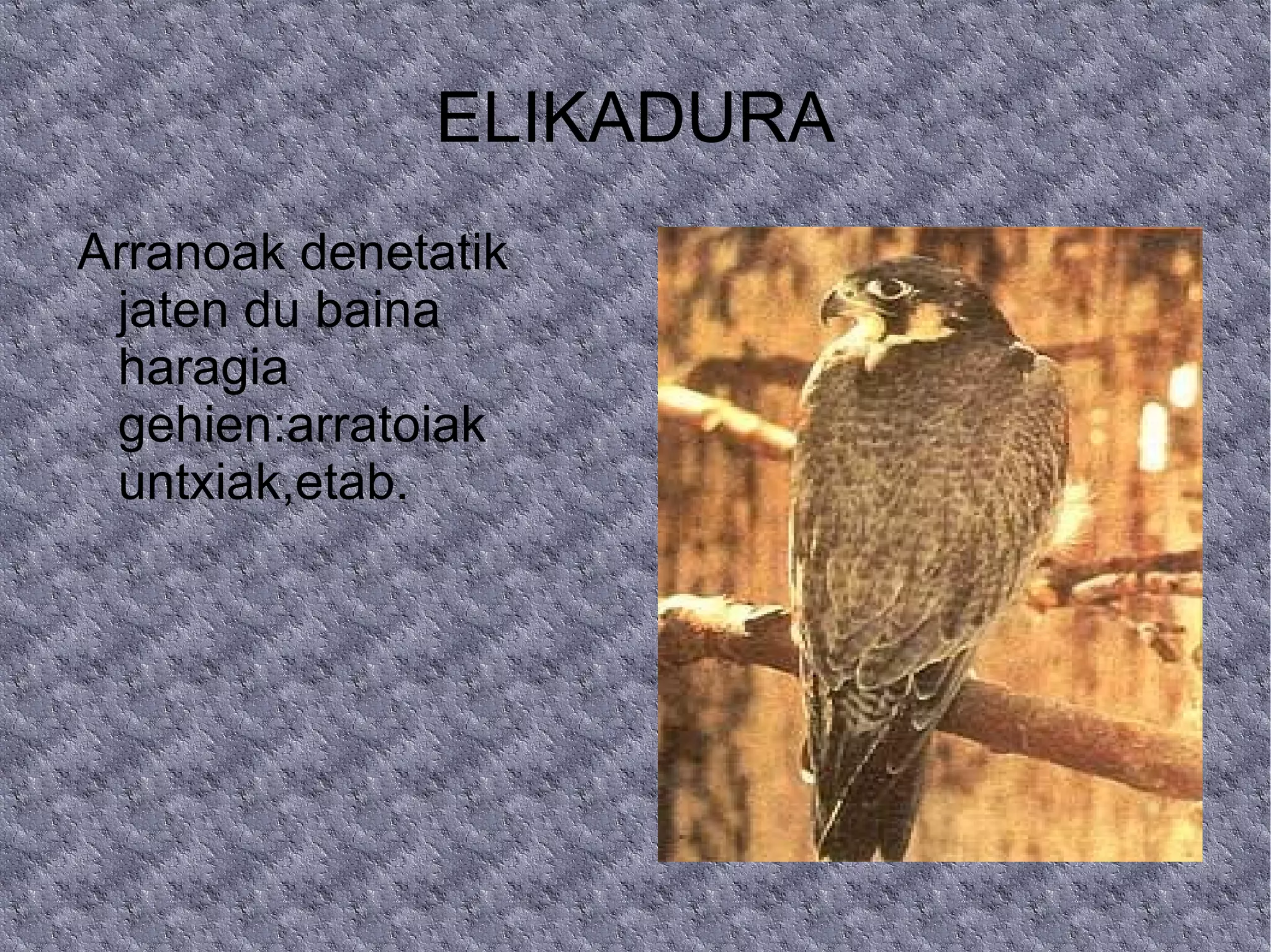 Arranoa.aimar | PPT