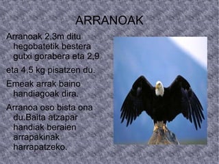 Arranoa.aimar | ODP