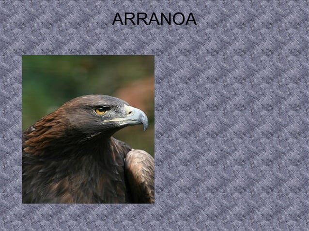 Arranoa.aimar | PPT