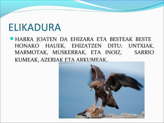 Arranoa iraitz-adur | PPT