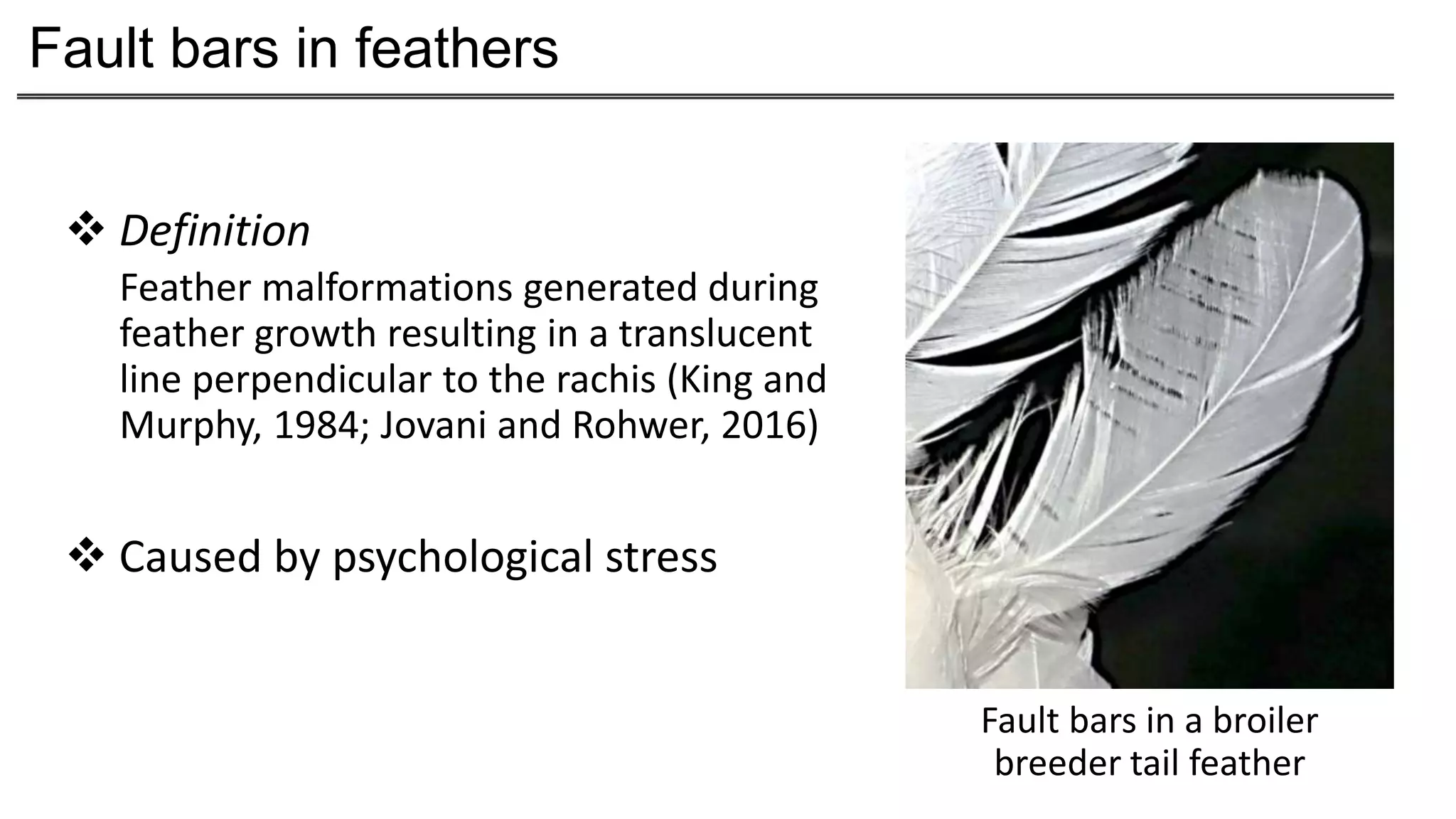 The development of fault bars in feed restrcited broiler breeders ...