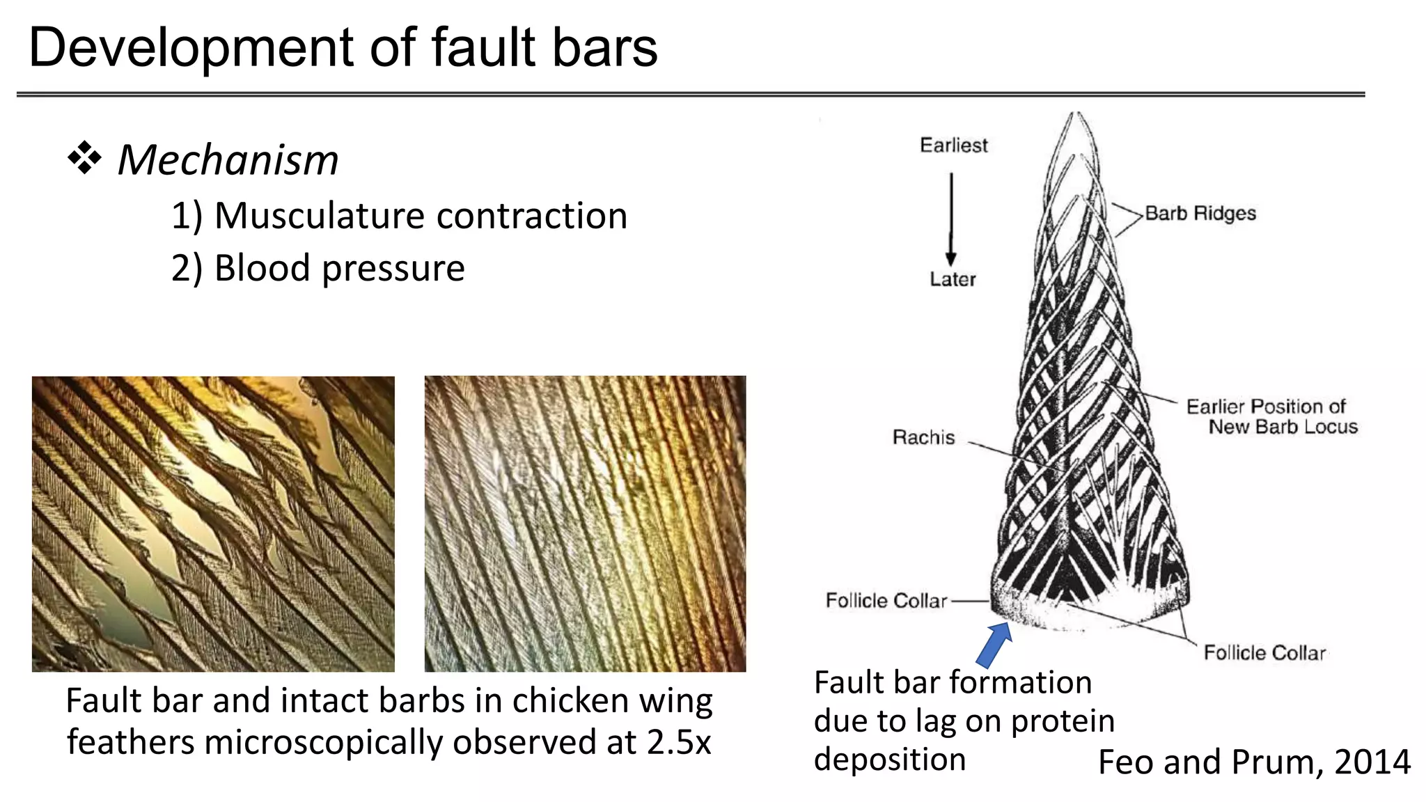 The development of fault bars in feed restrcited broiler breeders ...