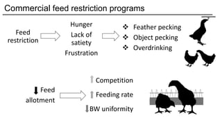 The development of fault bars in feed restrcited broiler breeders ...