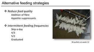 The development of fault bars in feed restrcited broiler breeders ...