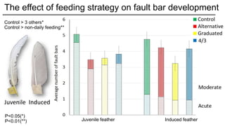 The development of fault bars in feed restrcited broiler breeders ...