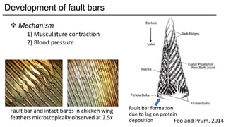 The development of fault bars in feed restrcited broiler breeders ...