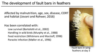 The development of fault bars in feed restrcited broiler breeders ...