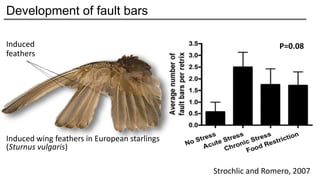 The development of fault bars in feed restrcited broiler breeders ...