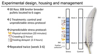 The development of fault bars in feed restrcited broiler breeders ...