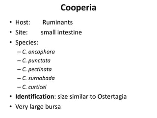 Arrested larval development | PPTX