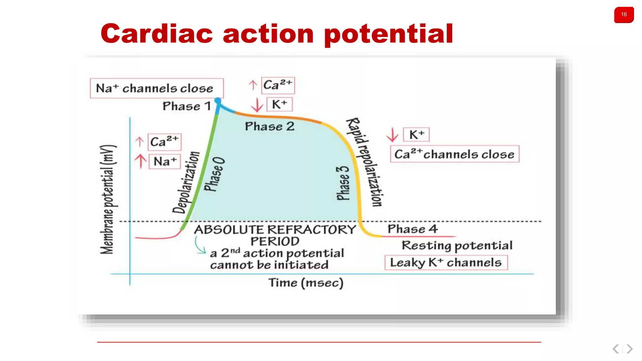 Management of cardiac arrhythmias | PPTX | Heart and Cardiovascular Diseases | Diseases and ...