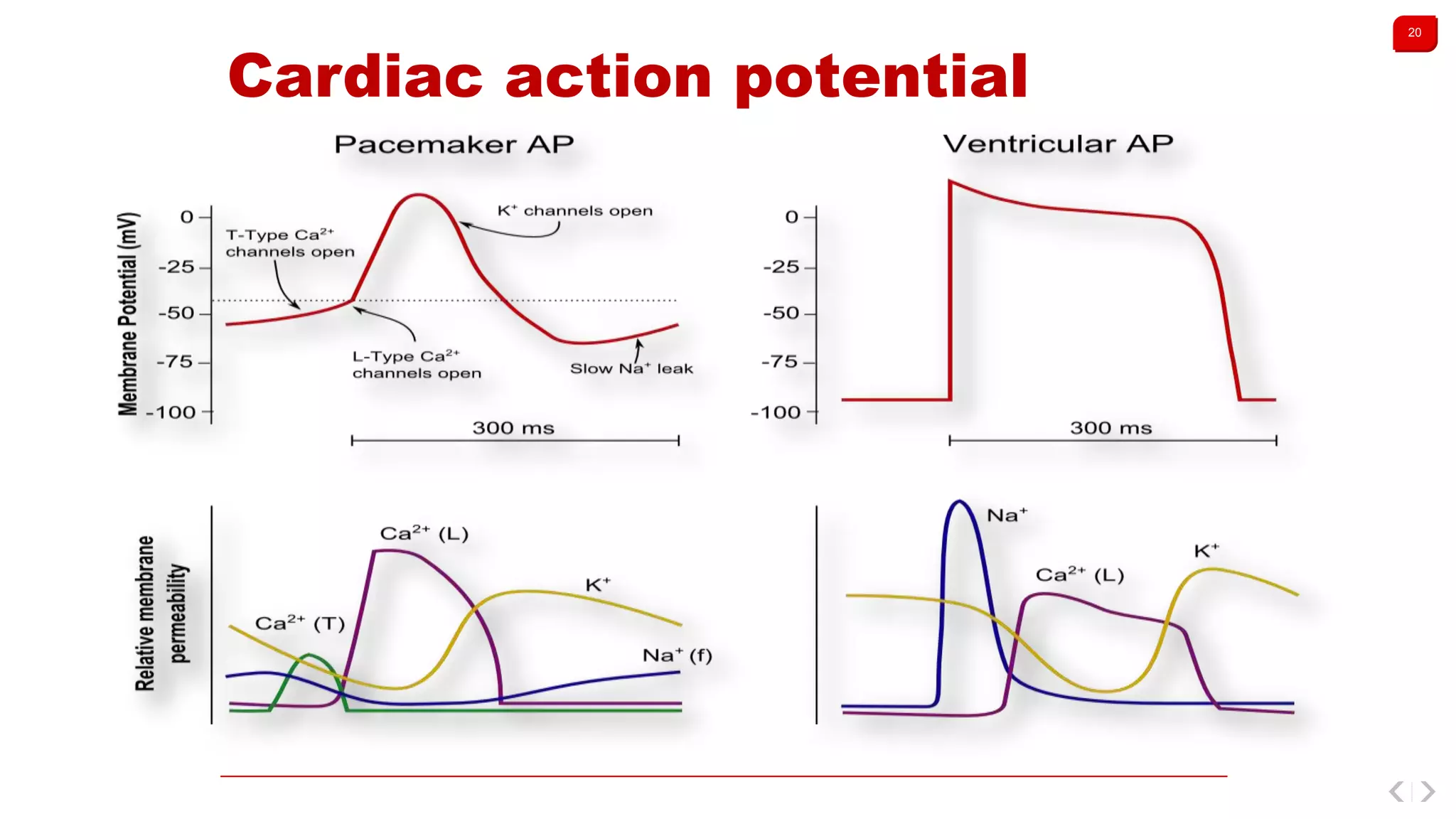 Management of cardiac arrhythmias | PPTX | Heart and Cardiovascular Diseases | Diseases and ...