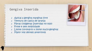 Anatomia, Histologia e Fisiologia do Periodonto - Arriba Dentista | PDF