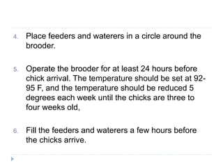 Arrival of chicks | PPTX