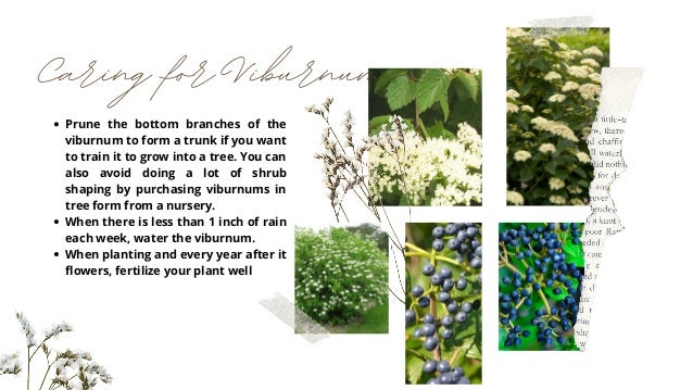 Exclusive Guide to Arrowwood Viburnum | PDF