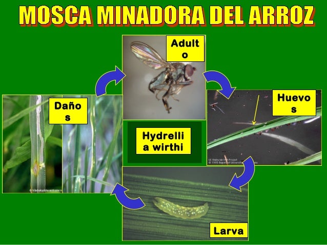 Arroz
