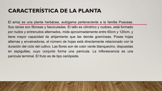 produccion de arroz en bolivia en bolivia.pptx