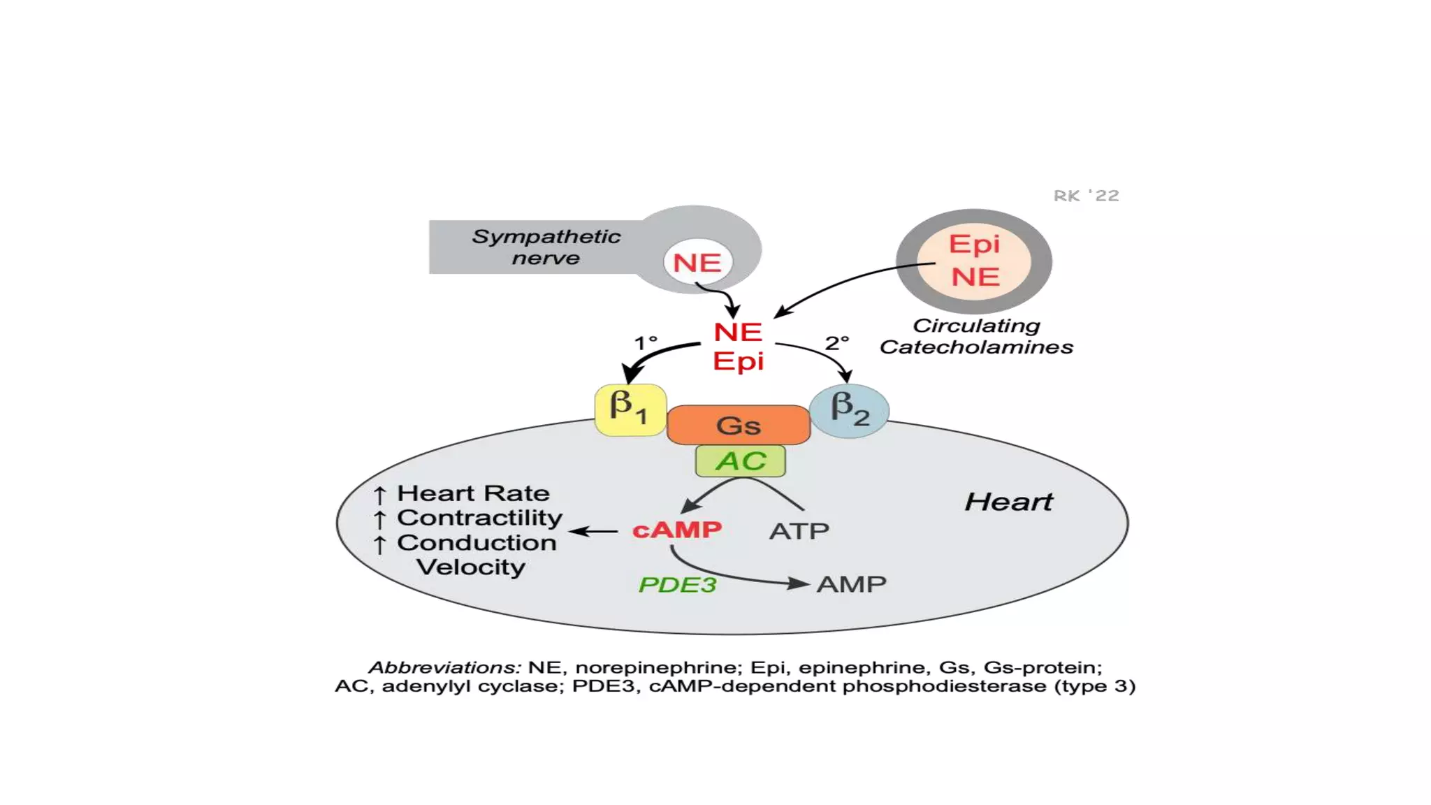 Types of Arrythmia and Anti Arrythmic Drugs .pptx