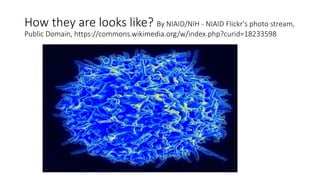 Anti Radiation T cells vaccine. | PPTX