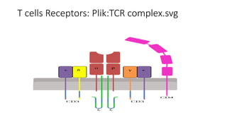 Anti Radiation T cells vaccine. | PPTX