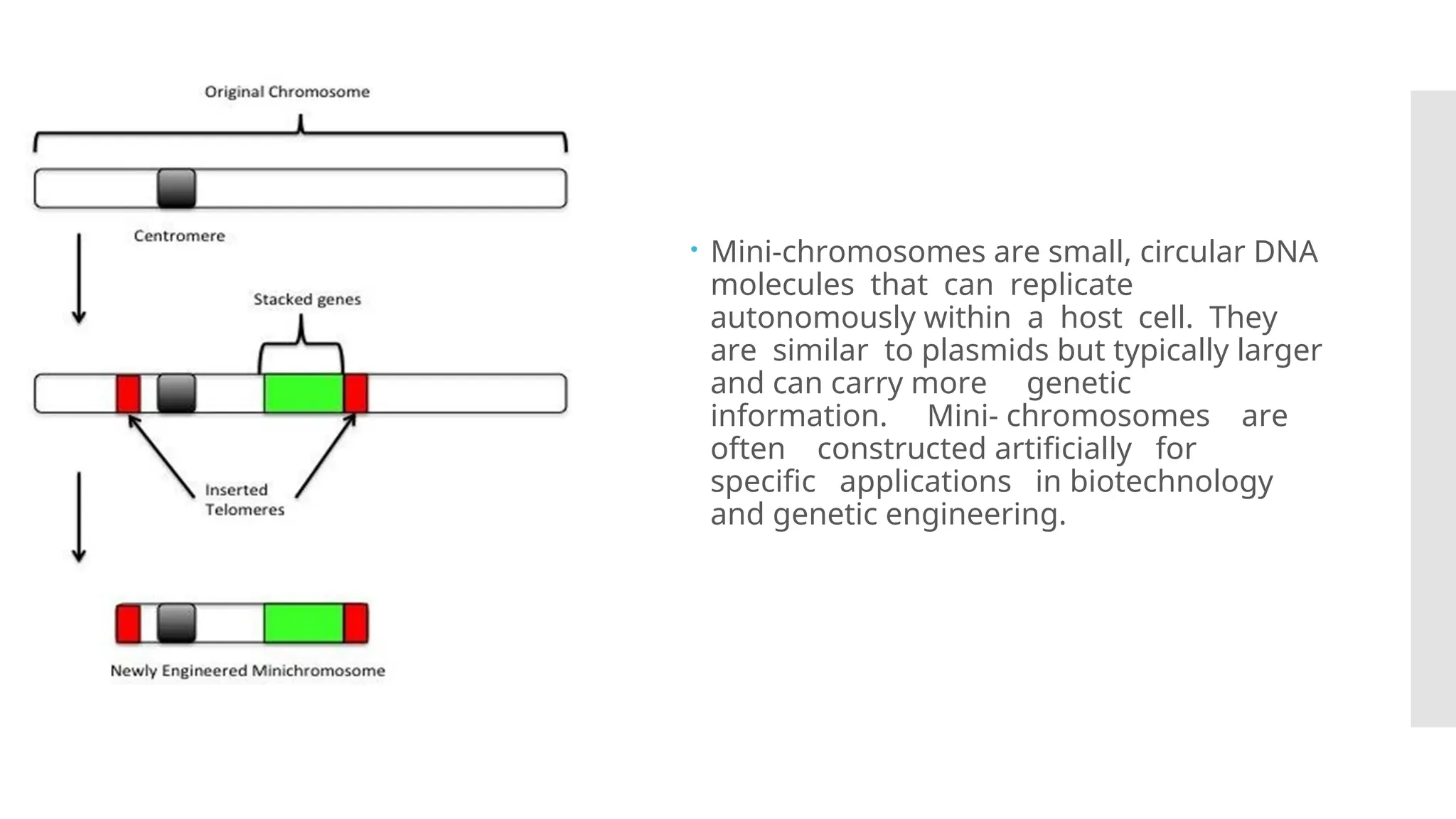ARS AND MINI CHROMOSOMES .ppt in | PPT