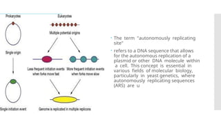 ARS AND MINI CHROMOSOMES .ppt in | PPT