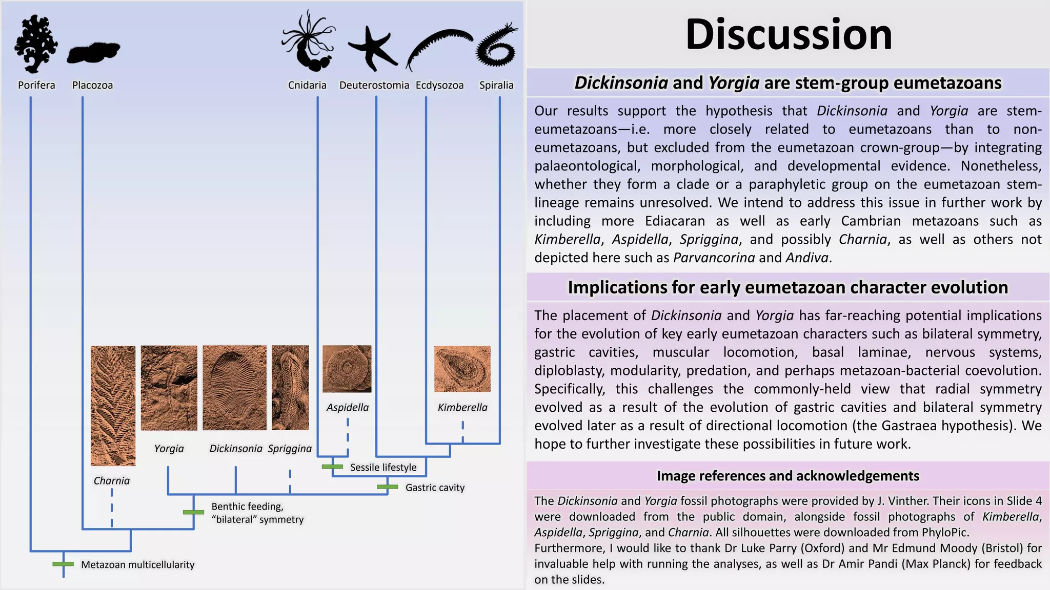 The Ediacaran Dickinsonia is a stem-eumetazoan | PDF