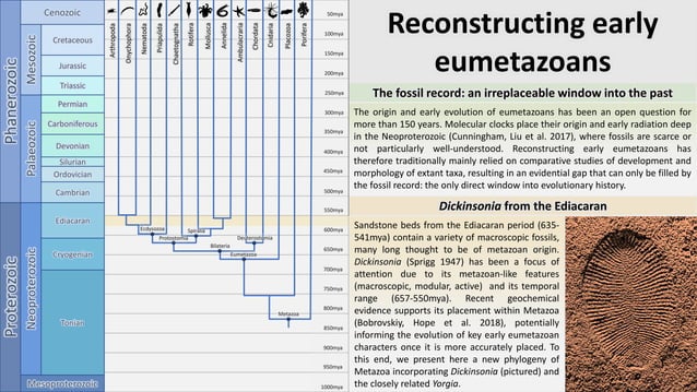 The Ediacaran Dickinsonia is a stem-eumetazoan | PPT