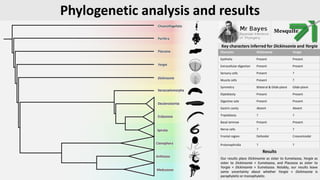 The Ediacaran Dickinsonia is a stem-eumetazoan | PPT