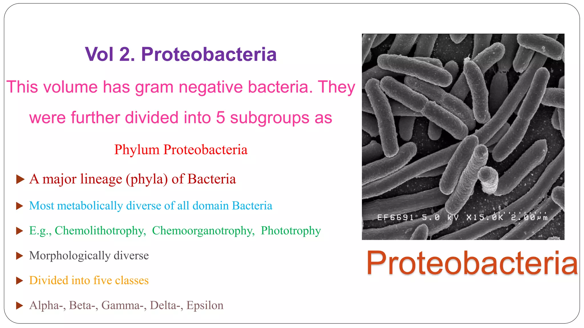 CLASSIFICATION OF BACTERIA | PPTX