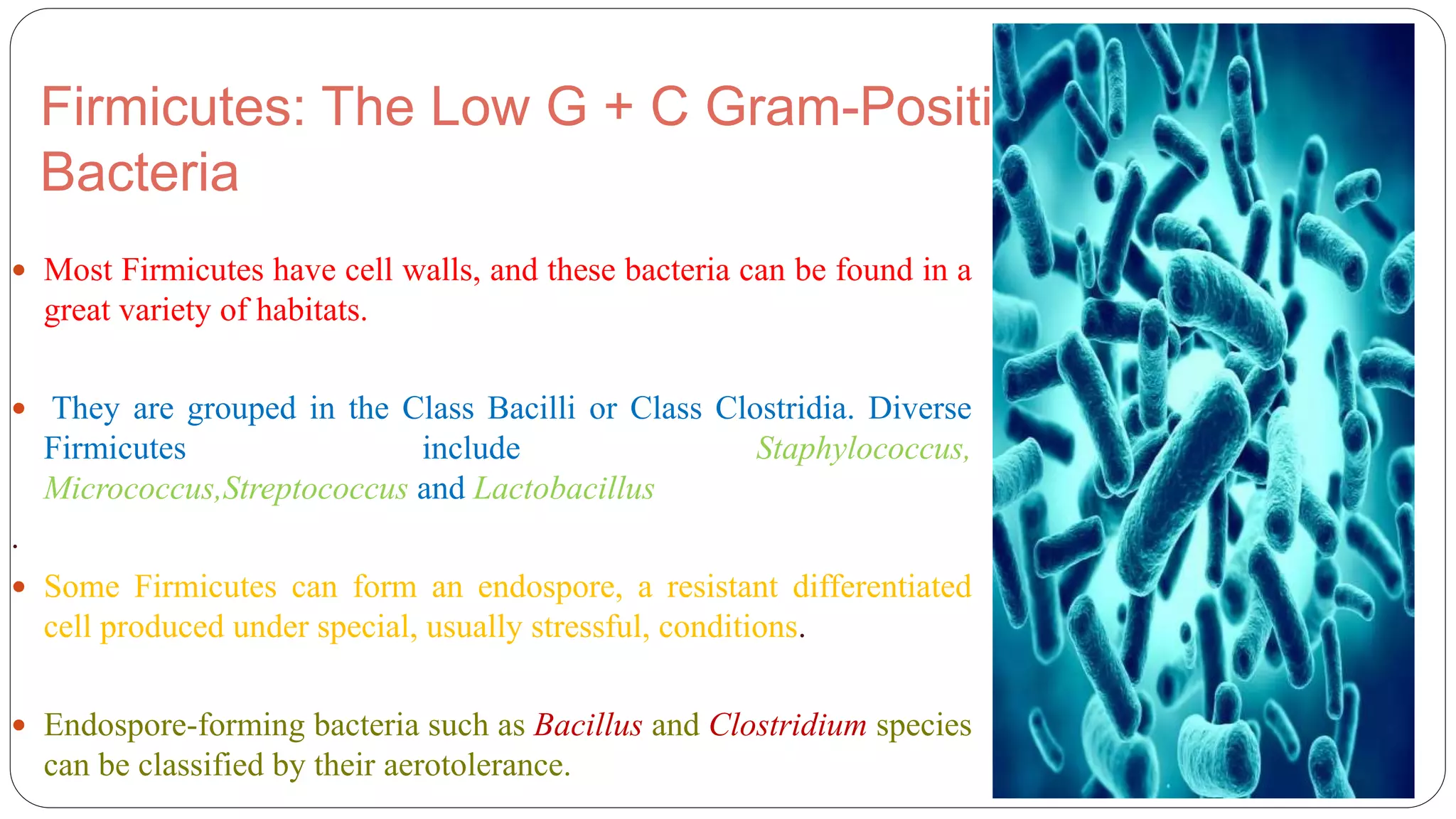 CLASSIFICATION OF BACTERIA | PPTX