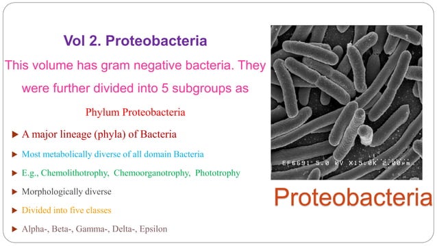 CLASSIFICATION OF BACTERIA | PPTX
