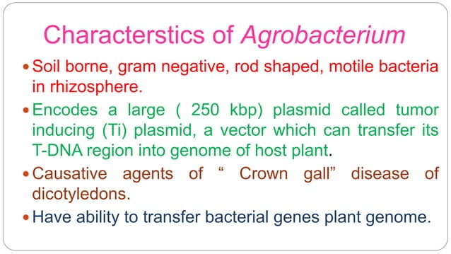 CLASSIFICATION OF BACTERIA | PPTX