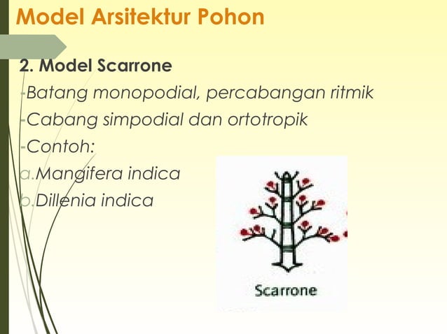 Arsitektur pohon | PPT